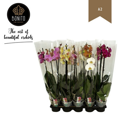 Phal Mixed 1 Stem A2, 12cm Pot Size, 55cm Tall, Phalaenopsis, Indoor ...