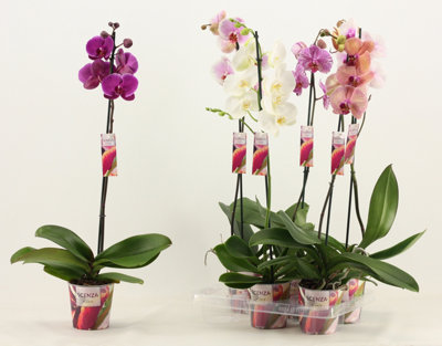Phal Mixed 1 Stem (Scenza), 12cm Pot Size, 75cm Tall, Orchid, Indoor ...
