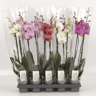 Phal Mixed 2 Stem 14+, 12cm Pot Size, 55cm Tall, Orchid, Indoor Houseplant