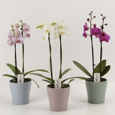 Phal Mixed 2 Stem Ceramic Mo, 12cm Pot Size, 40cm Tall, Mixed Orchid ...