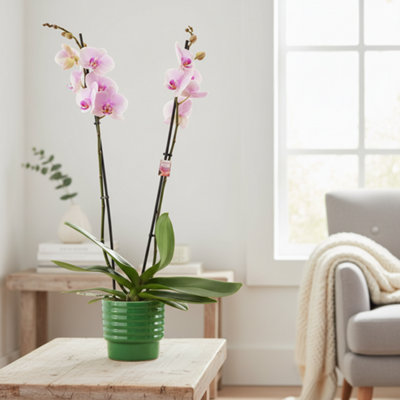 Phal Mixed 2 Stem Ceramic Naemi Pot size 12 Cm Height 65 Moth Orchid 2 ...