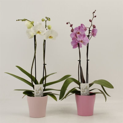 Phal Mixed 2 Stem Ceramic Pi, 12cm Pot Size, 55cm Tall, Mix 2 Stem ...