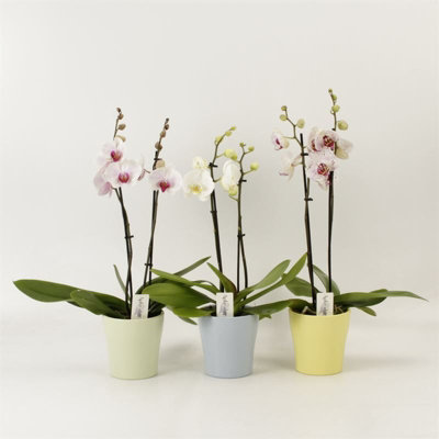 Phal Mixed 2 Stem Ceramic Zo, 12cm Pot Size, 40cm Tall, Mix 2 Stem ...