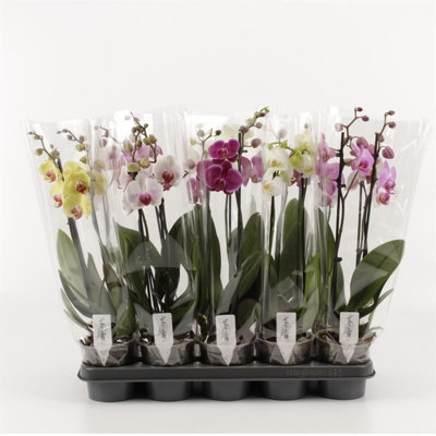 Phal Mixed 2 Stem (Duitse Mix, 12cm Pot Size, 45cm Tall, Orchid, Indoor ...