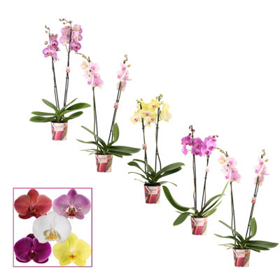 Phal Mixed 2 Stem (scenza), 12cm Pot Size, 65cm Tall, Orchid, Indoor ...