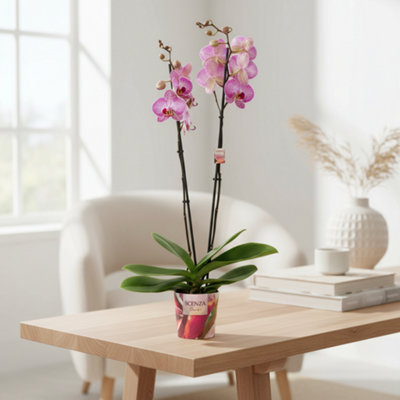 PHAL MIXED 2 STEM SCENZA POT SIZE 12 CM HEIGHT 65 MOTH ORCHID 2-STEM ...