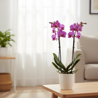 Phal Mixed 3 Stem A2 Pot size 12 Cm Height 55 Moth orchid Indoor Houseplant