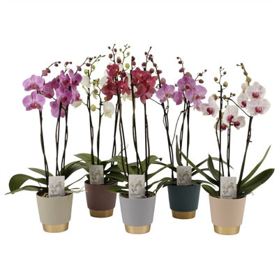 Phal Mixed 3 Stem Ceramic An, 12cm Pot Size, 55cm Tall, Orchid, Indoor ...