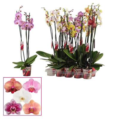 Phal Mixed 3 Stem (scenza), 12cm Pot Size, 75cm Tall, Orchid, Indoor ...