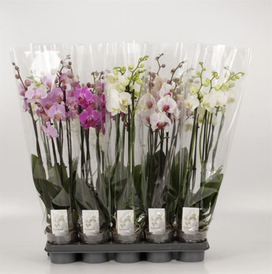 Phal Mixed 4 Stem, 12cm Pot Size, 55cm Tall, Phalaenopsis Mixed Four ...