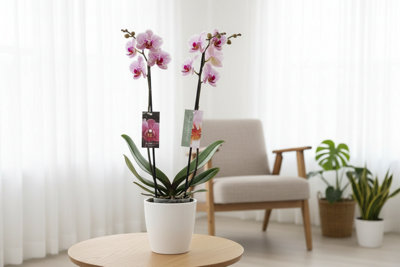 Phal Mixed Itali 3 Stem 22 Pot size 12 Cm Height 60 Italian Mix Moth ...