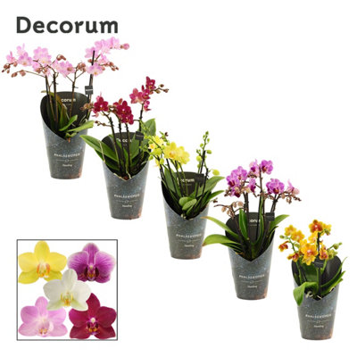 Phal Mtfl Dazzling Mixed 3-4, 12cm Pot Size, 35cm Tall, Orchid, Indoor ...