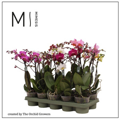 Phal Mtfl Mixed 2 Stem, 12cm Pot Size, 50cm Tall, Mixed Stem Orchid ...