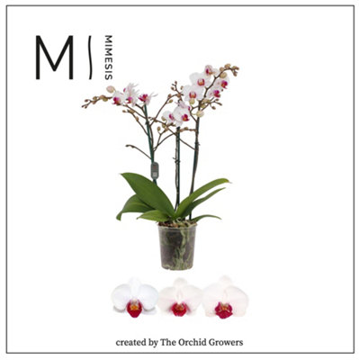 Phal Mtfl Red Lips 3 Stem, 12cm Pot Size, 50cm Tall, Red Lips Orchid ...