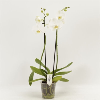 Phal Nottingham 2 Stem, 12cm Pot Size, 55cm Tall, Orchid, Indoor Houseplant