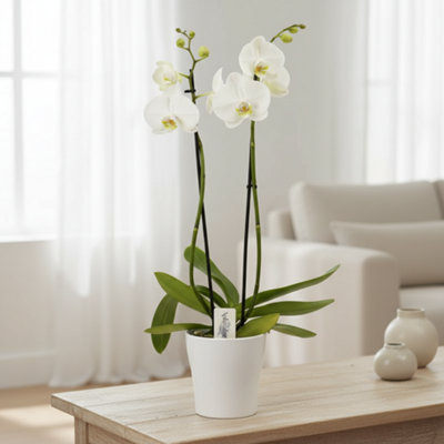 Phal Nottingham 2 Stem Ceramic Wit Pot size 12 Cm Height 55 Indoor ...