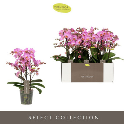 Phal Optimost Honeybee 3 Stem, 12cm Pot Size, 45cm Tall, Optimost ...