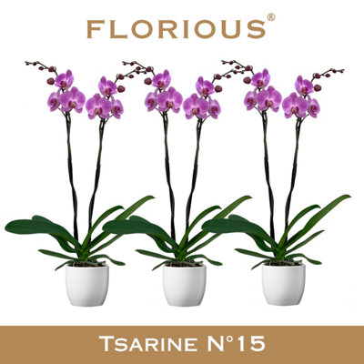 Phal Roze 2 Stem Ceramic Wit T, 15cm Pot Size, 100cm Tall, Phalaenopsis