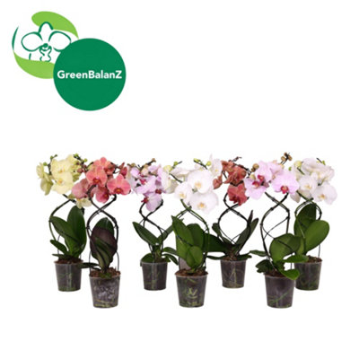 Phal Twister Mixed 2 Stem, 12cm Pot Size, 50cm Tall, Orchid, Indoor ...