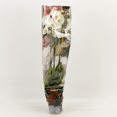 Phal Wit 3 Stem Hoes Boudoir, 12cm Pot Size, 65cm Tall, Phal Wit 3 Stem ...
