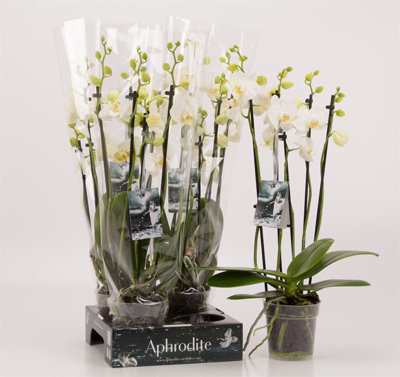 Phal Wit 5 Stem Goddes, 12cm Pot Size, 55cm Tall, Orchid, Indoor Houseplant