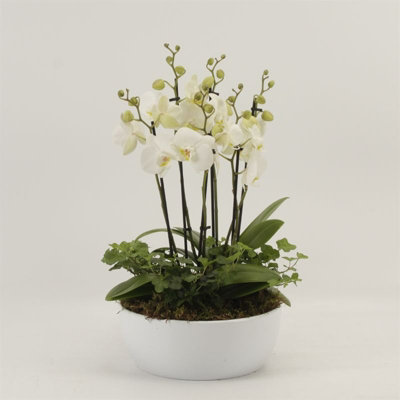 Phal Wit 6 Stem Ceramic ,Sena, 26cm Pot Size, 50cm Tall, Orchid