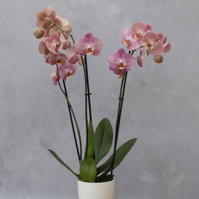 Phalaenopsis Honey Peach Moth Orchid 12cm Pot 65cm Tall Indoor Orchids