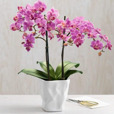 Phalaenopsis Multiflora Orchid (Pink) 2 Stem in 12cm Pot - Indoor ...