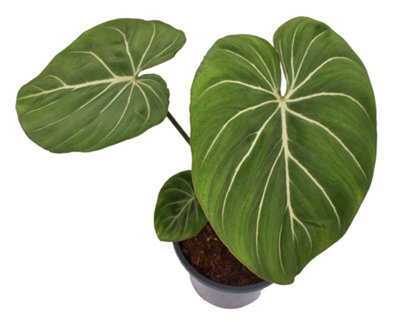 Phil Gloriosum , 19cm Pot Size , 50cm Tall , Philodendron , Indoor ...