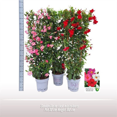 Phil Imperial Red Feel Green, 14cm Pot Size, 35cm Tall, White Princess ...