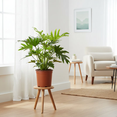 Phil Lickety Split Pot size 19 Cm Height 70 Philodendron Indoor Houseplant