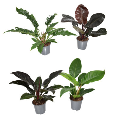 Phil Mixed, 19cm Pot Size, 65cm Tall, Hyacinth, Indoor Houseplant