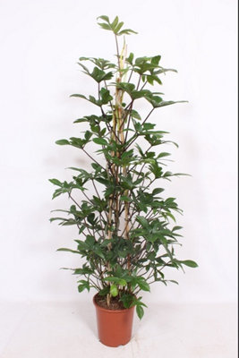 Phil Pedatum, 27cm Pot Size, 160cm Tall, Fern, Indoor Houseplant