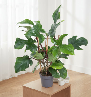 Phil Red Wonder Pot size 19 Cm Height 60 Philodendron Indoor Houseplant