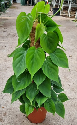 Phil Scandens, 15cm Pot Size, 50cm Tall, Heartleaf Philodendron, Indoor ...