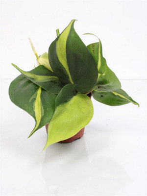 Phil Scandens Brasil, 508cm Pot Size, 15cm Tall, Heartleaf Philodendron ...