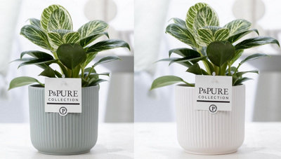 Phil White Wave Ceramic Sophi, 12cm Pot Size, 35cm Tall, Peace Lily