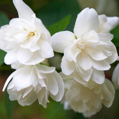Philadelphus Snowbelle Garden Shrub - Fragrant White Flowers, Deciduous ...