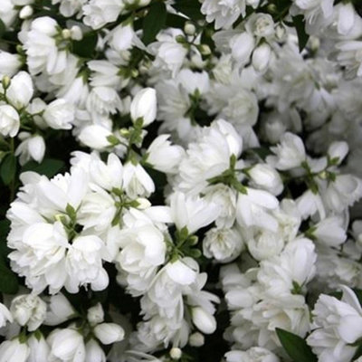 Philadelphus Snowbelle Garden Shrub - Fragrant White Flowers, Deciduous ...