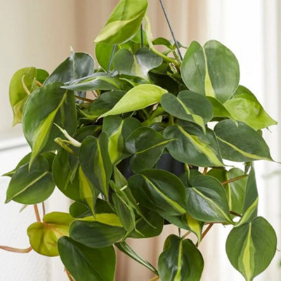 Philodendron scandens in Hanging Basket - Lush Trailing Vines, Easy ...