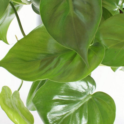 Philodendron scandens in Hanging Basket - Lush Trailing Vines, Easy ...