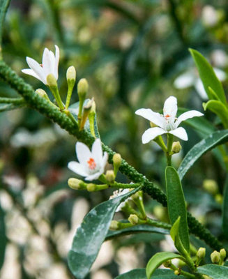 Philotheca Myoporoides, 'Gin & Tonic Plant' - 8cm pot