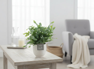 Phlebo A Blue Star Ceramic Liv Pot size 13 Cm Height 30 Fern Indoor ...