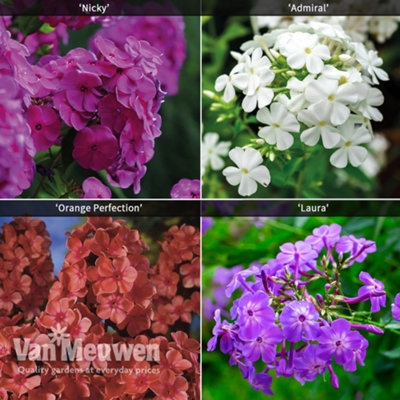 Phlox Fragrant Collection 20 Bare Root Plants