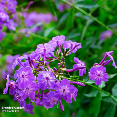 Phlox Paniculata Laura 1 Litre Pot x 1