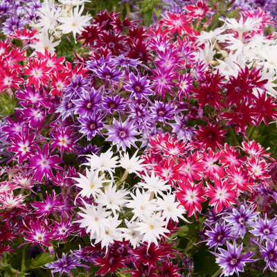 Phlox Pop Stars Mix grow on plugs x 12