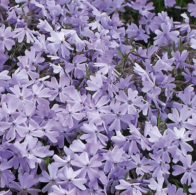 PHLOX SUBULATA EMERALD CUSHION BLUE 1 POSTIPLUG PLANT