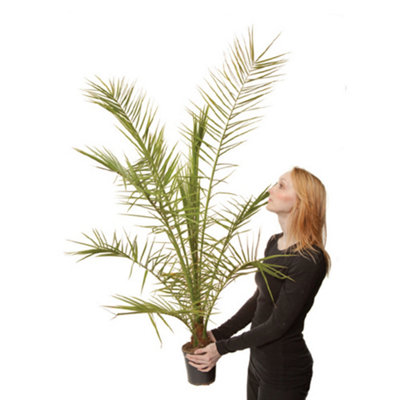 Phoenix canariensis Canary Island Date Palm Tree 1m tall in a 19cm Pot