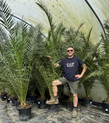 PHOENIX DATE PALM TREE 7-8FT EXTRA LARGE BIG CHUNKY PLANT IN A 15/20 ...