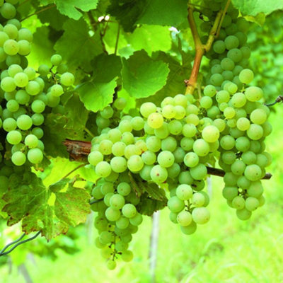 Phoenix Disease Resistant White Grape Vine Muscat Flavor Fresh Eating Wine-Making Pergola ...